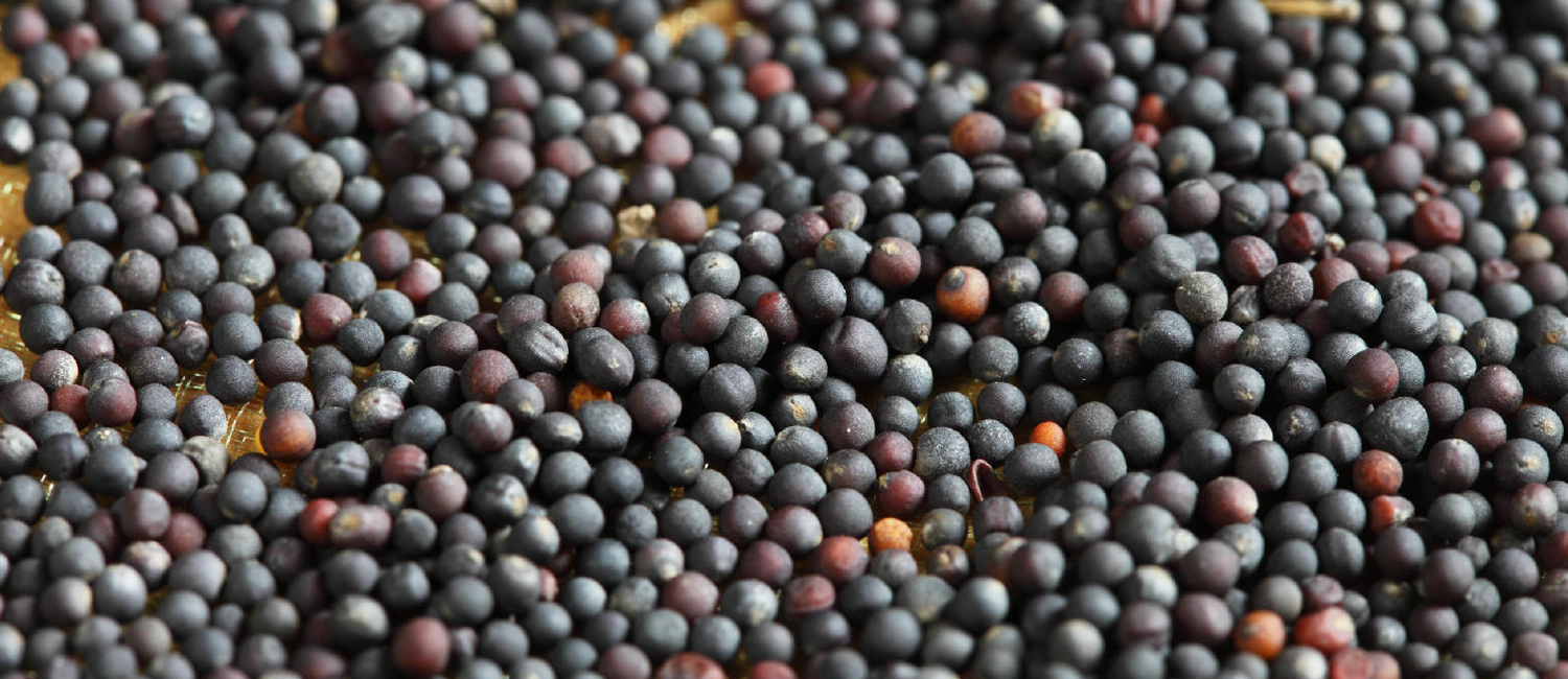 Toasted rapeseed meal - GRADOIL